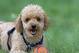 Your Complete Guide to the Chihuahua Poodle Mix (Chipoo)