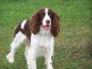 English Springer Spaniel Training: 10 Useful Tips & Tricks