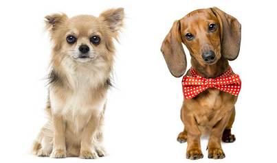 All About The Chiweenie (Chihuahua Dachshund Mix): Facts & Information