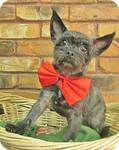 Your Complete Guide to the Chihuahua Poodle Mix (Chipoo)