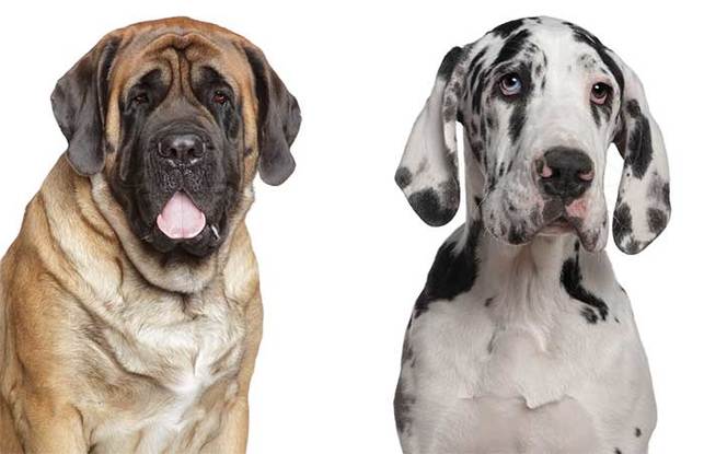 All About the Great Dane Mastiff Mix (Daniff): Facts & Information