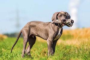 All About The Rhodesian Ridgeback Great Dane Mix (With Pictures)