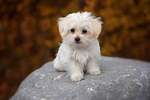 All About The Papillon Maltese Mix (Papitese) With Pictures
