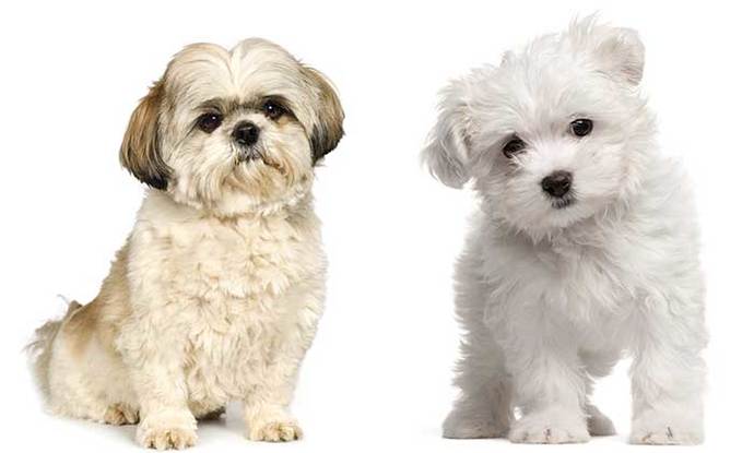 All About The Maltese Shih Tzu Mix (Malshi): Facts & Information