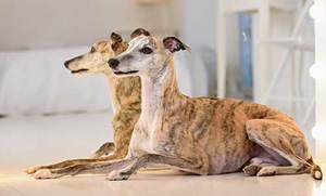 The Ultimate Guide To the Whippet Pitbull Mix (With Pictures)