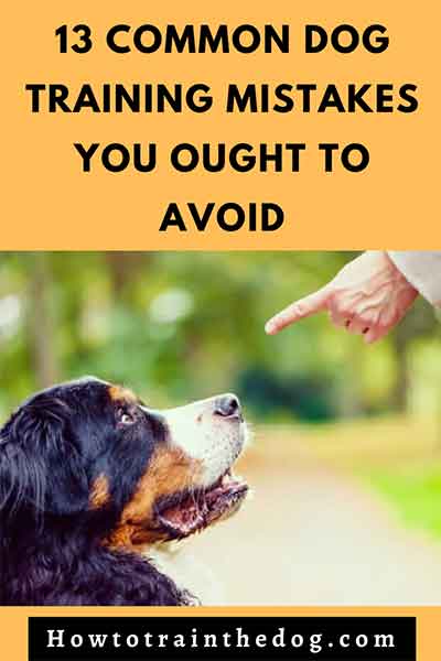 13 Common Dog Training Mistakes You Ought to Avoid