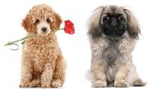 Peekapoo Owner's Guide: The Adorable Pekingese Poodle Mix