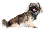 A Complete Guide to the Peagle (Pekingese Beagle Mix)