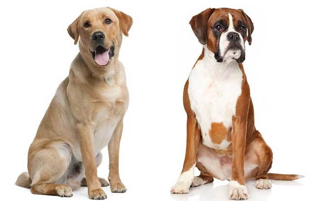 The Boxer Lab Mix - Meet the Playful Boxador