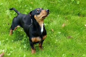 Dachshund Training: 10 Useful Tips to Properly Train a Dachshund Puppy