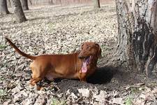 Dachshund Training: 10 Useful Tips to Properly Train a Dachshund Puppy