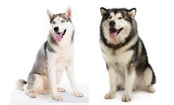 Everything You Need to Know About the Alusky