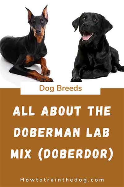 The Doberman Lab Mix (Doberdor): A Comprehensive Guide (With Pictures)