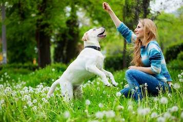 6 Simple Steps to Build Confidence in A Dog