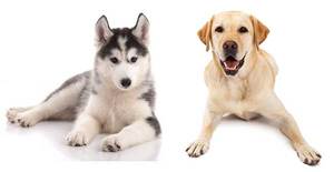 The Ultimate Guide to the Husky Lab Mix (Labsky)