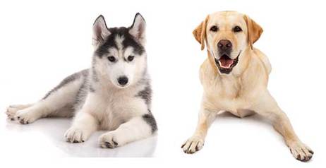 The Ultimate Guide to the Husky Lab Mix (Labsky)