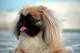 A Complete Guide to the Peagle (Pekingese Beagle Mix)