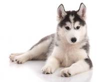 Why Are Huskies So Vocal? (And What Can You Do About It?)