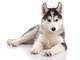 Everything You Need to Know About the Alusky