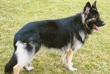 The Shiloh Shepherd - Everything You Need To Know