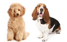 Bassetoodle - A Guide to the Basset Hound Poodle Mix