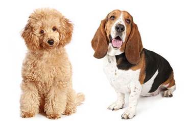 Bassetoodle - A Guide to the Basset Hound Poodle Mix