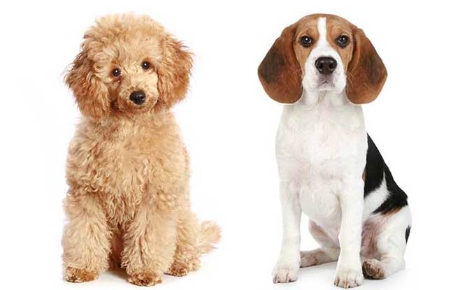 Poogle - Is The Beagle Poodle Mix For You?