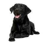 Black Dog Names - 500+ Awesome Ideas For Black Furbabies