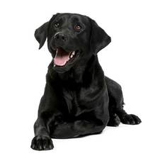 Black Dog Names - 500+ Awesome Ideas For Black Furbabies