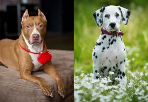 All About The Dalmatian Pitbull Mix (Pitmatian) With Pictures