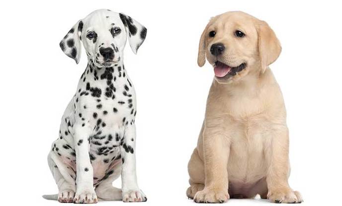 All About The Dalmatian Lab Mix (Dalmador) With Pictures