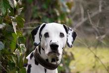 All About The Dalmatian Lab Mix (Dalmador) With Pictures