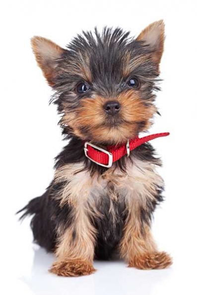 Teacup Yorkie - Is This Mini Yorkie The Perfect Choice For You?