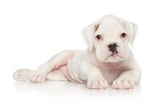 White Dog Names - The Ultimate List (500+ Awesome Names)