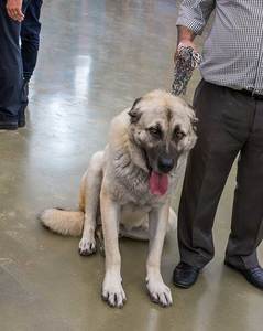 The Ultimate Guide to the Kangal Dog