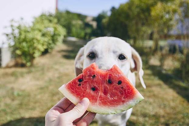 Can Dogs Eat Watermelon? A Complete Guide to Watermelon For Dogs