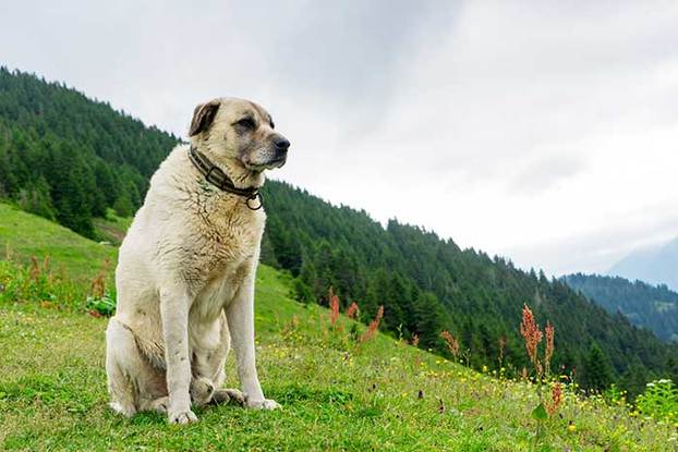 The Ultimate Guide to the Kangal Dog