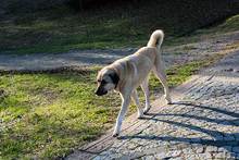 The Ultimate Guide to the Kangal Dog