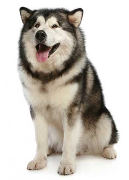 Big Dog Names - The Ultimate List [150+ Awesome Names]