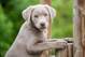 Silver Lab - Your Guide To The Silver Labrador Retriever