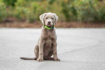 Silver Lab - Your Guide To The Silver Labrador Retriever