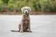 Silver Lab - Your Guide To The Silver Labrador Retriever