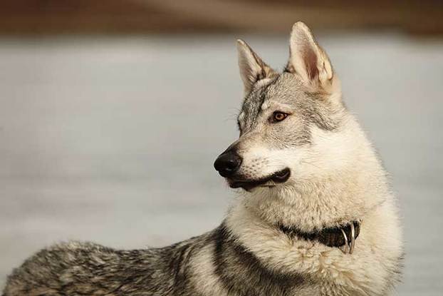 The Ultimate Guide To The Tamaskan Dog (With Pictures)
