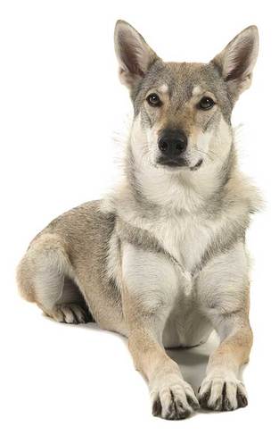 The Ultimate Guide To The Tamaskan Dog (With Pictures)