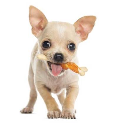 Top 10 Best Bones to Clean Dogs Teeth