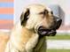 The Ultimate Guide to the Kangal Dog