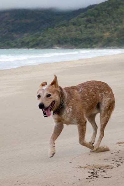 Red Heeler Breed Information, Facts and Pictures
