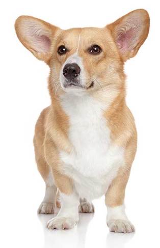 Indian Dog Names: 200+ Awesome Names & Definitions