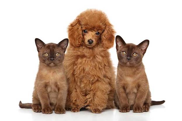 Do Poodles Get Along With Cats?