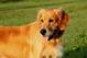 All About The Samoyed Golden Retriever Mix (Golden Sammy)